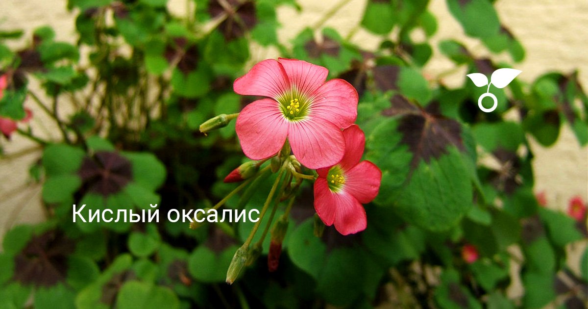 Кислый оксалис.Уход, выращивание, размножение. Болезни и вредители ...
