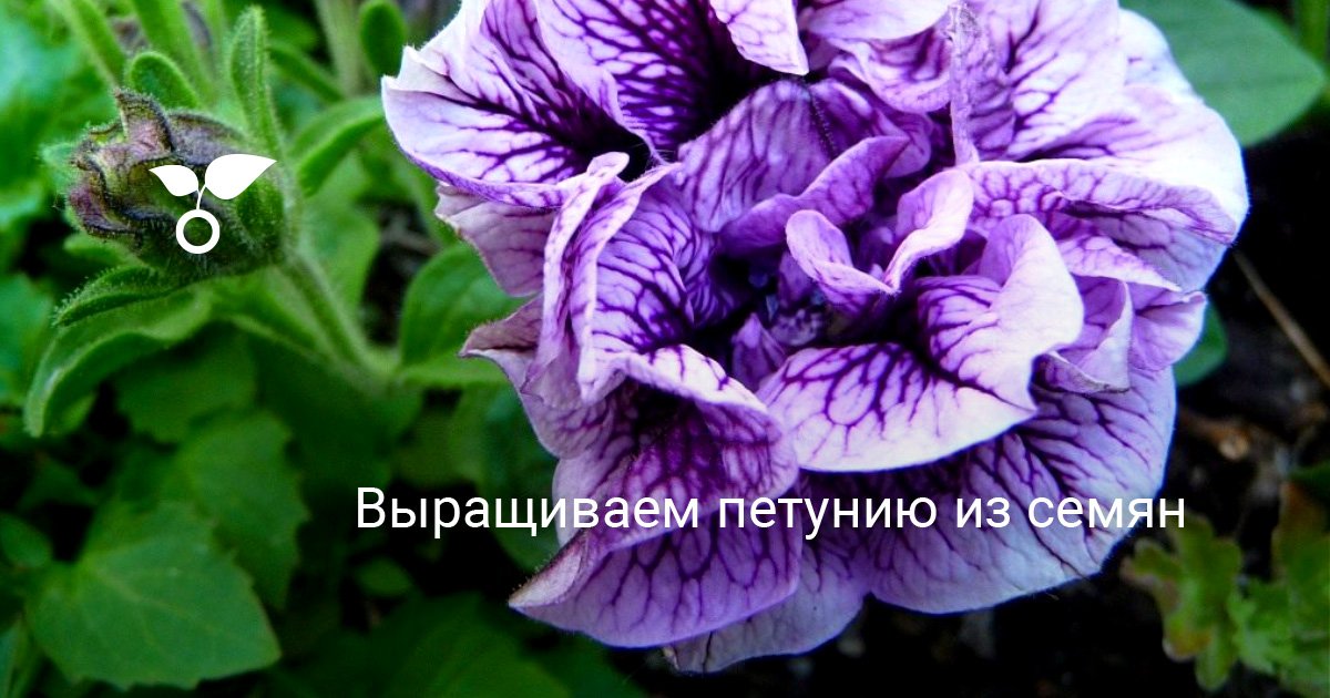 Выращиваем петунию из семян. Посадка рассады петунии. Как вырастить в ...