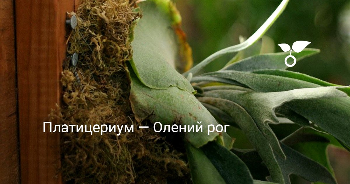 Платицериум — Олений рог. Уход, выращивание, размножение, пересадка ...