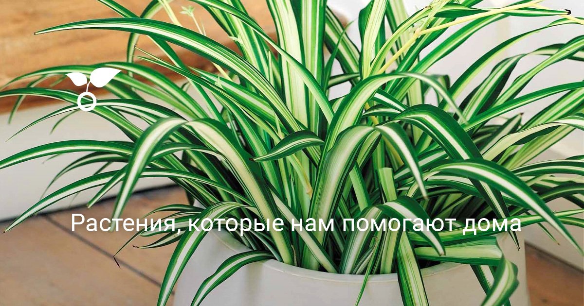 Растения, которые нам помогают дома. Очищение воздуха. Фильтры ...