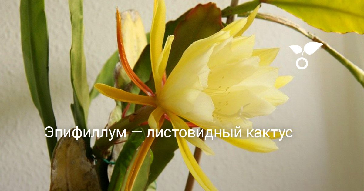 Эпифиллум — листовидный кактус. Зигокактус. Уход, выращивание ...