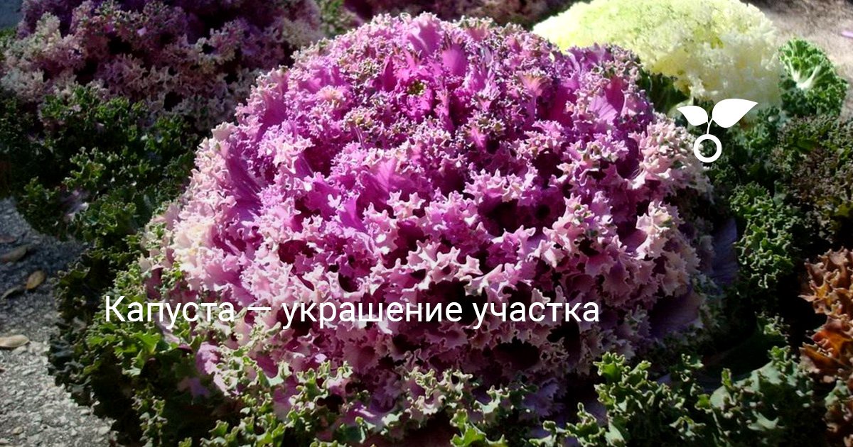 Капуста — украшение участка. Капуста декоративная. Уход, выращивание ...