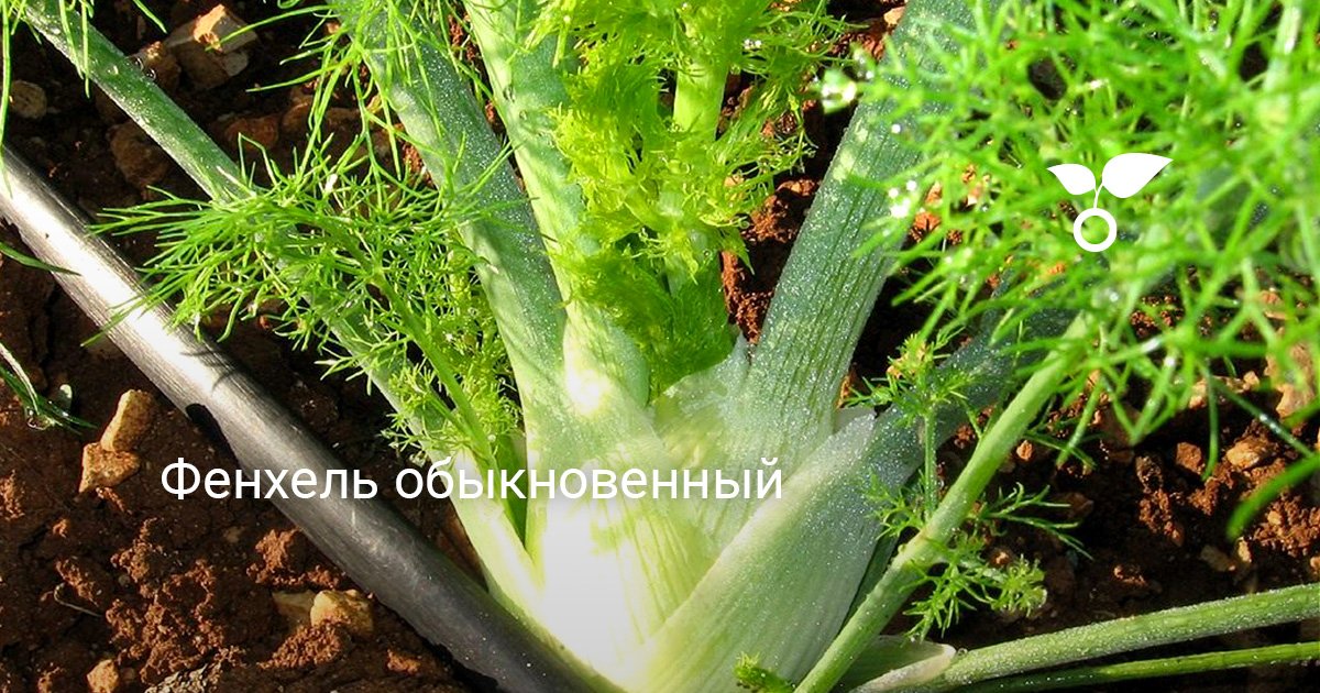 Фенхель обыкновенный. Уход, выращивание, размножение. Полезные свойства ...