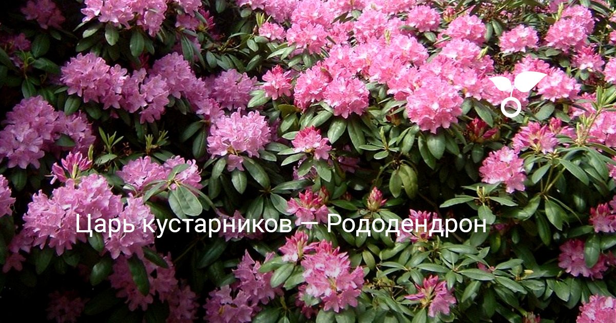 Царь кустарников — Рододендрон. Правила посадки. Фото — Ботаничка