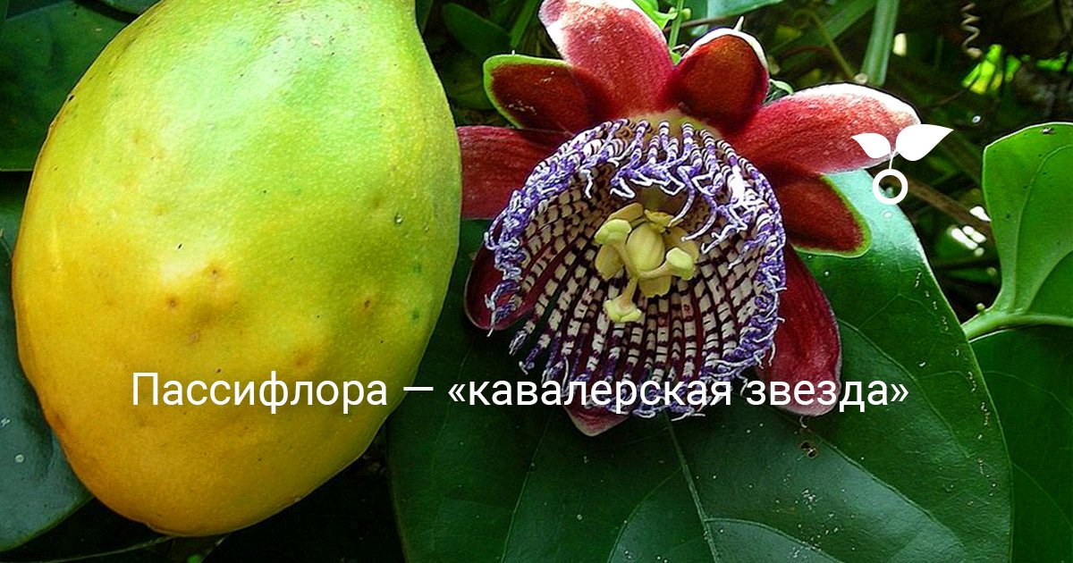 Пассифлора — «кавалерская звезда». Описание, выращивание и уход. Фото ...