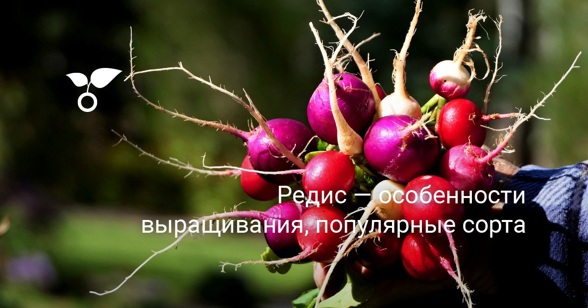 Редис — особенности выращивания, популярные сорта. Фото — Ботаничка