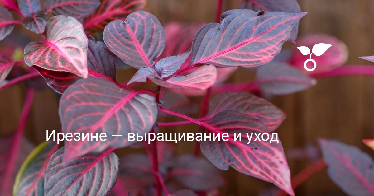 Ирезине — выращивание и уход. Фото — Ботаничка