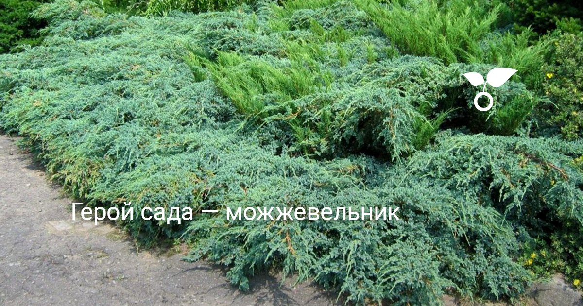 Герой сада — можжевельник. Уход, выращивание, размножение. Посадка ...