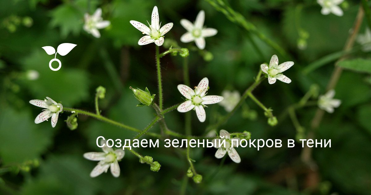 Создаем зеленый покров в тени. Почвопокровные. Уход, выращивание ...
