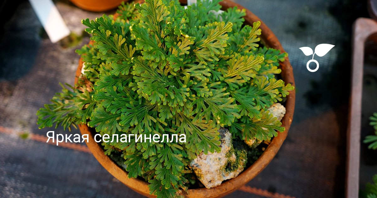Яркая селагинелла. Уход, выращивание, размножение. Декоративно ...