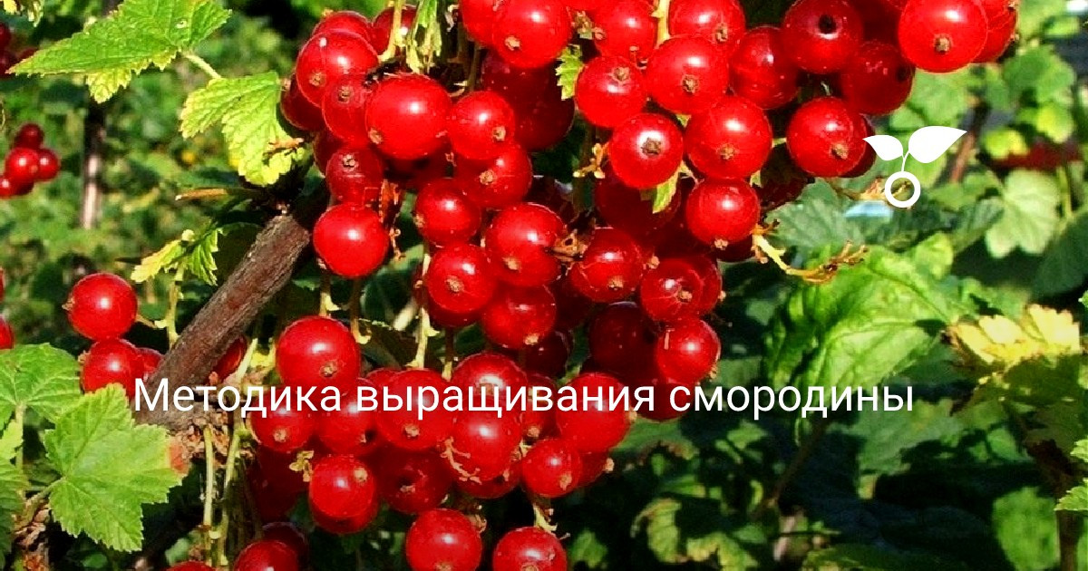 Методика выращивания смородины . Уход, выращивание, размножение ...