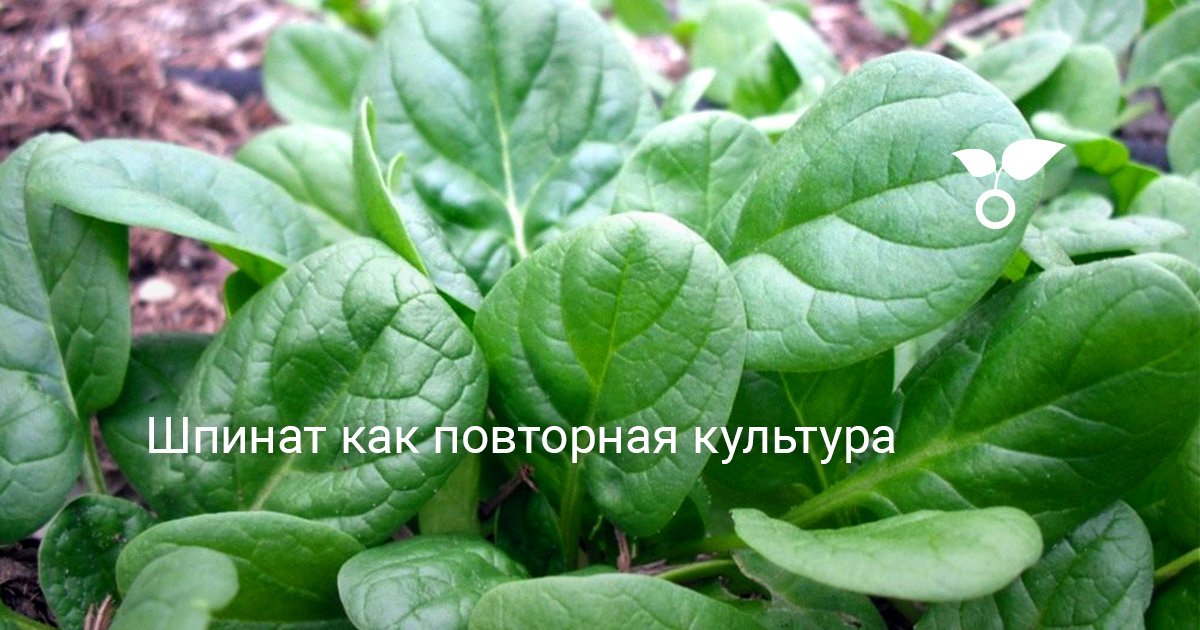 Шпинат как повторная культура. Выращивание и уход. Фото — Ботаничка