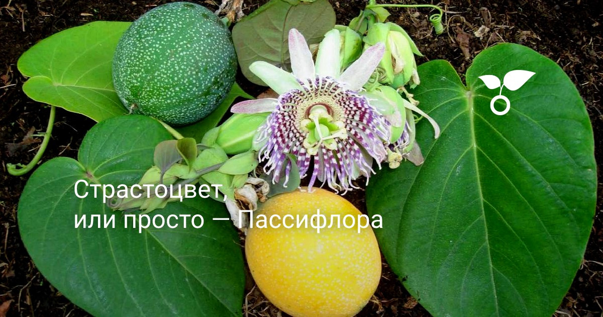 Страстоцвет, или просто — Пассифлора . Уход, выращивание, размножение ...