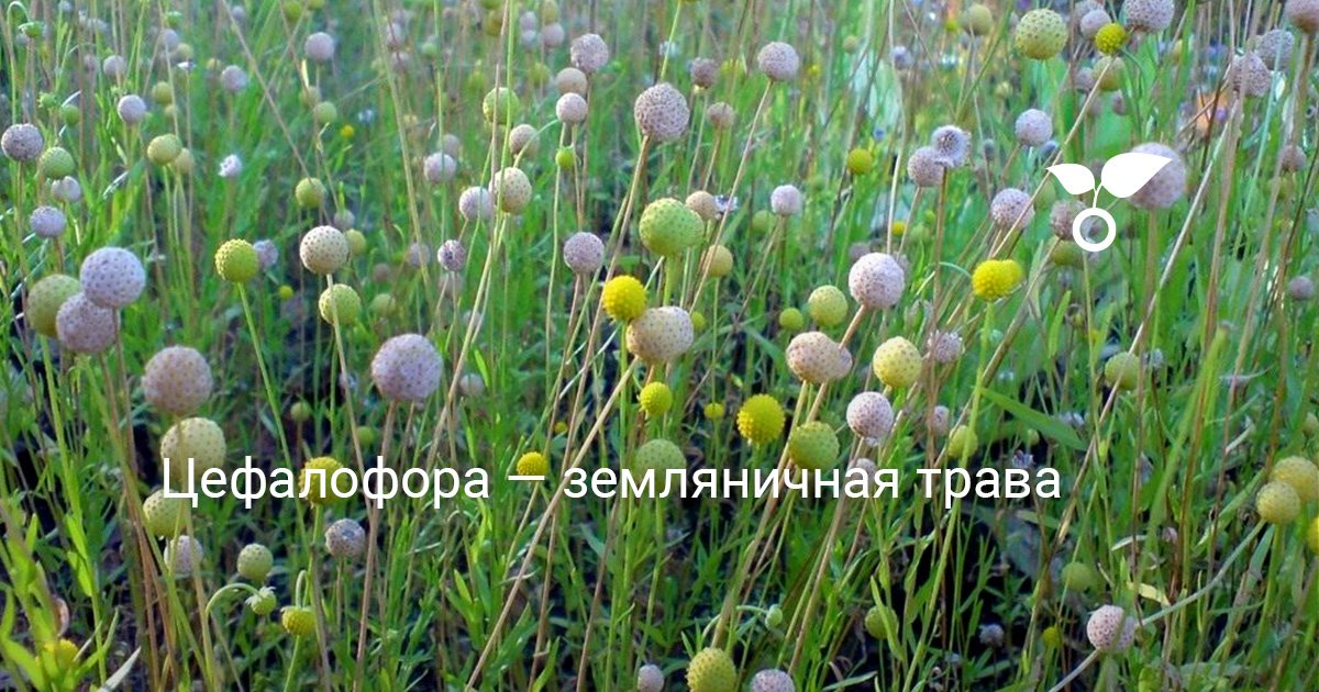 Цефалофора — земляничная трава. Уход, выращивание, размножение. Фото ...