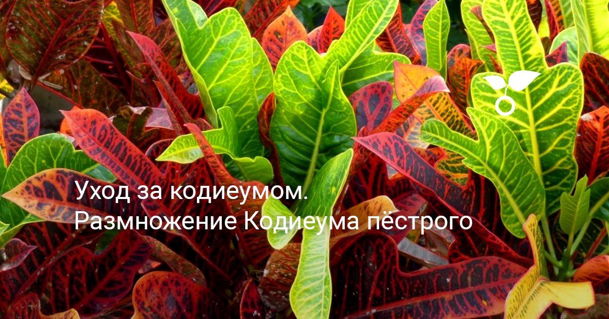 Уход за кодиеумом. Размножение Кодиеума пёстрого. Черенками, отводками ...