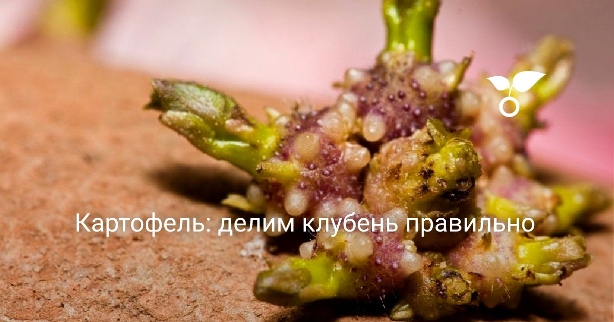 Картофель: делим клубень правильно . Как делить клубень картофеля при ...