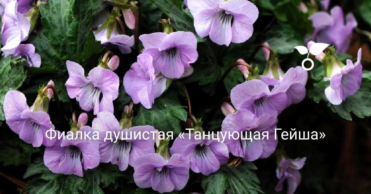 Фиалка душистая «Танцующая Гейша». Описание, фото — Ботаничка