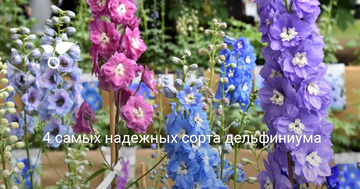 4 самых надежных сорта дельфиниума. Описание, фото — Ботаничка