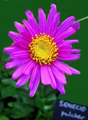 Комнатные сенецио — такие разные и похожие одновременно крестовники ...