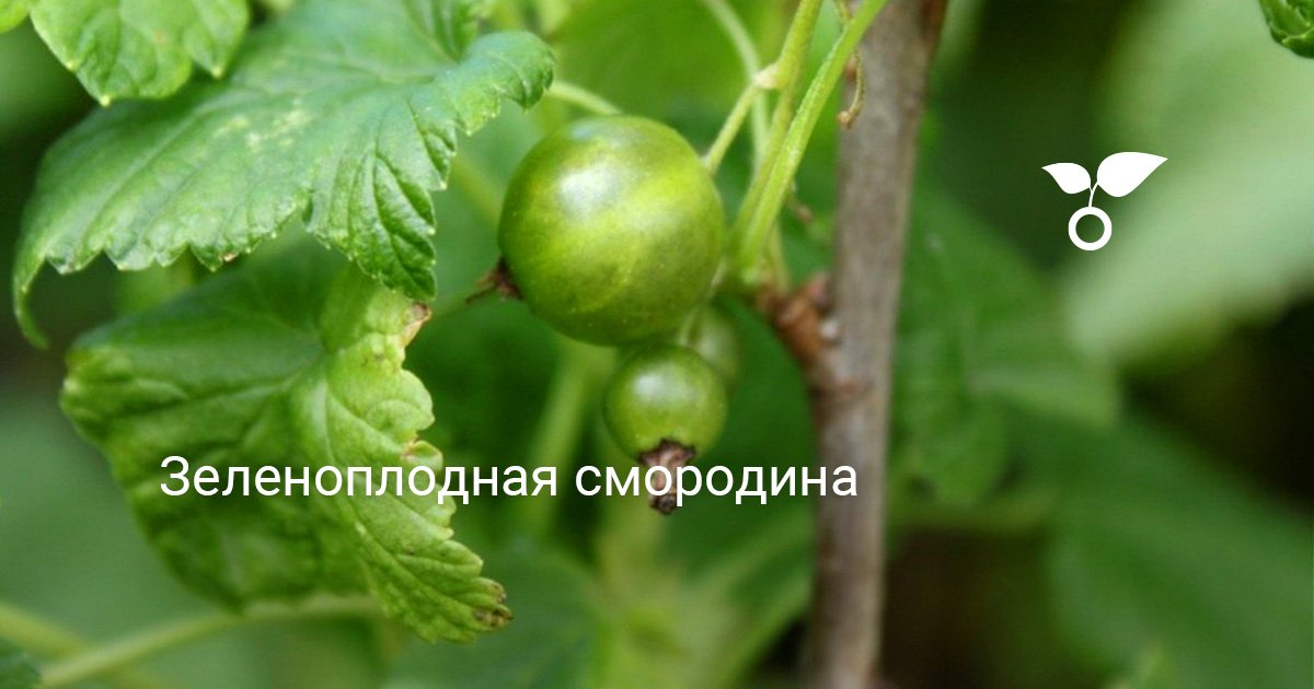 Зеленоплодная смородина. Сорта, выращивание, фото — Ботаничка