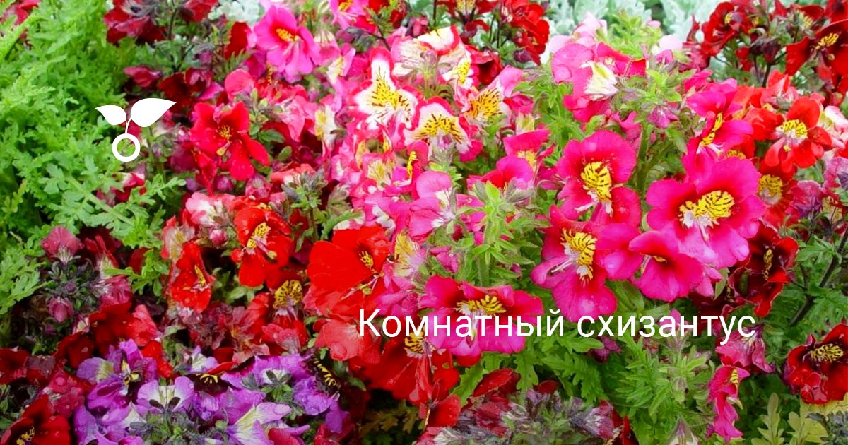 Комнатный схизантус. Уход, посадка, выращивание из семян. Фото — Ботаничка