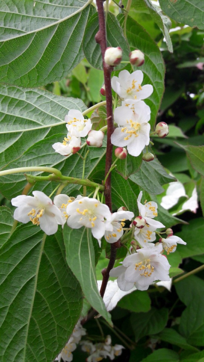 Актинидия — всё о выращивании чудо-ягоды. Посадка и уход. Сорта. Фото ...