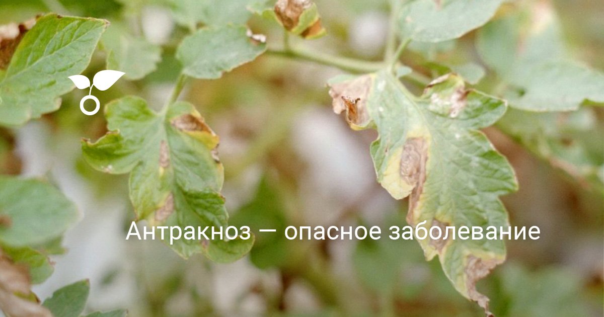 Антракноз — опасное заболевание. Медянка. Описание, борьба, лечение ...