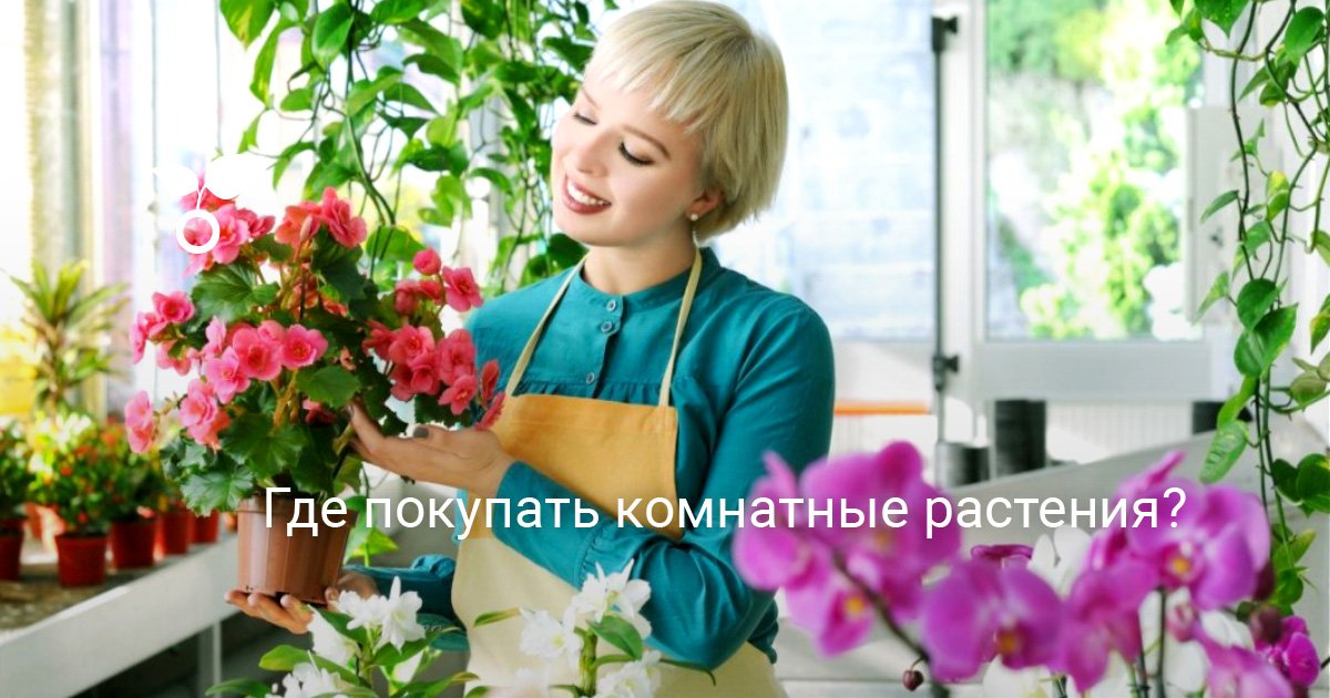 Где покупать комнатные растения? Особенности покупки комнатных растений ...