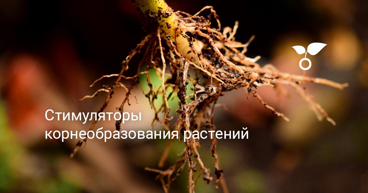 Стимуляторы корнеобразования растений. Принцип действия. Виды. Как ...