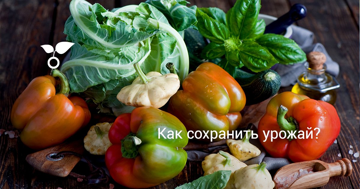 Как сохранить урожай? Хранение овощей — Ботаничка