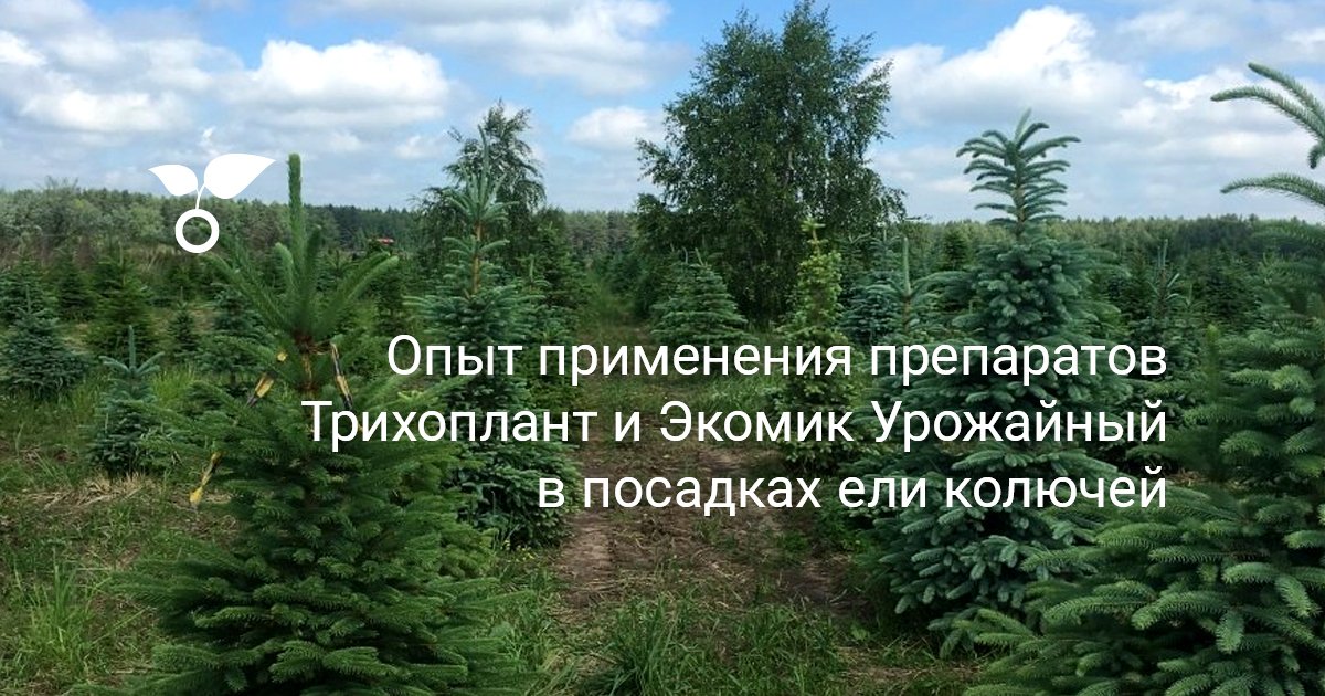 Опыт применения препаратов Трихоплант и Экомик Урожайный в посадках ели ...