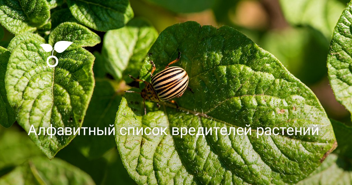 Алфавитный список вредителей растений — Ботаничка