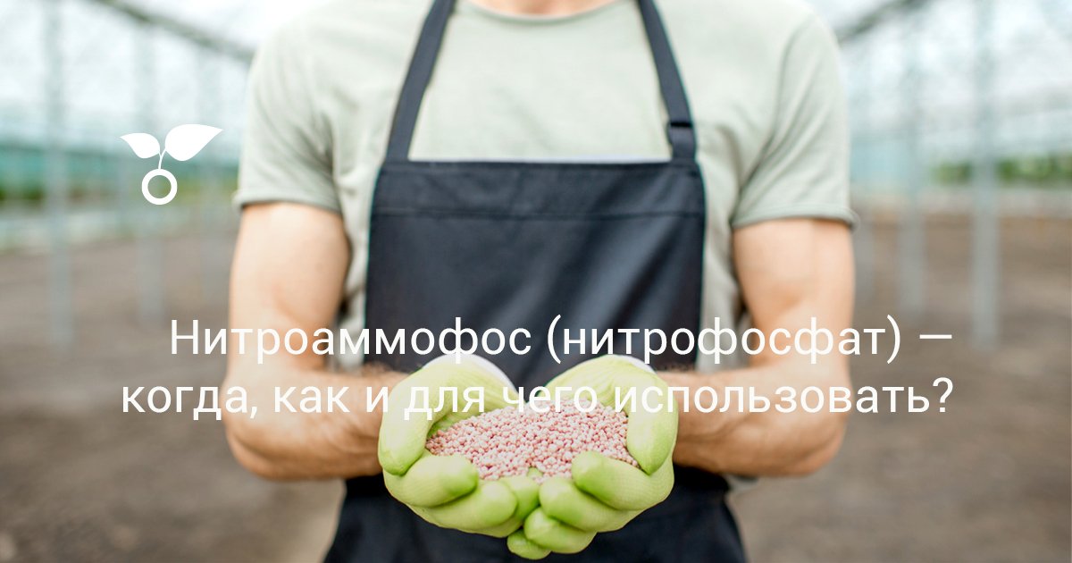 Нитроаммофос (нитрофосфат) — когда, как и для чего использовать ...