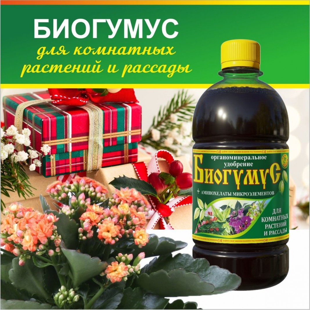 Чем подкормить Каланхоэ? — Ботаничка
