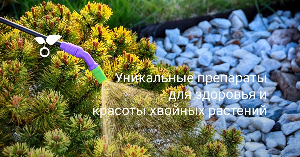 «Фитозонт хвойный», «Ракурс», «Пиноцид» - уникальные препараты для ...