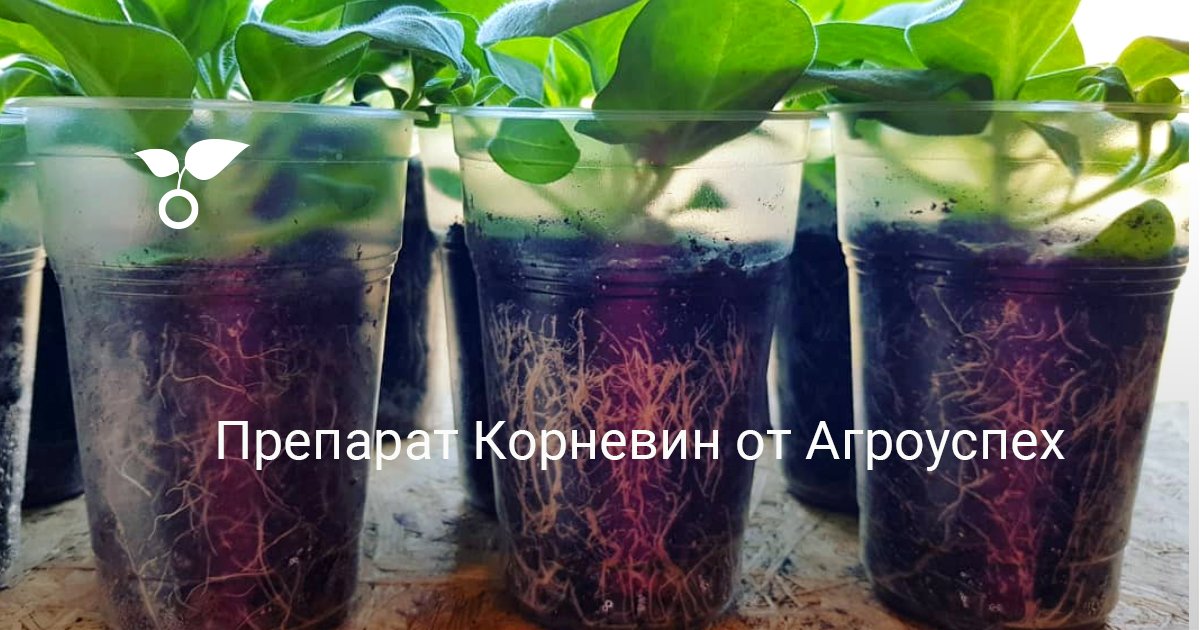 Препарат Корневин от Агроуспех. Фото до и после использования — Ботаничка