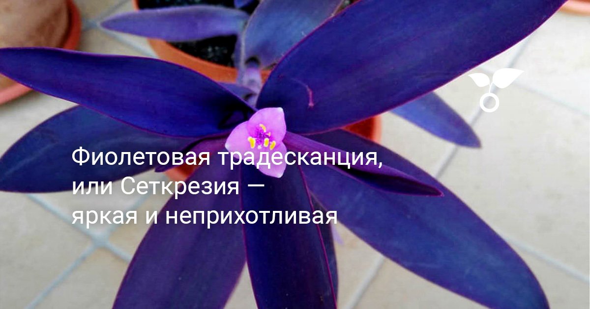 Фиолетовая традесканция, или Сеткрезия — яркая и неприхотливая. Уход в ...