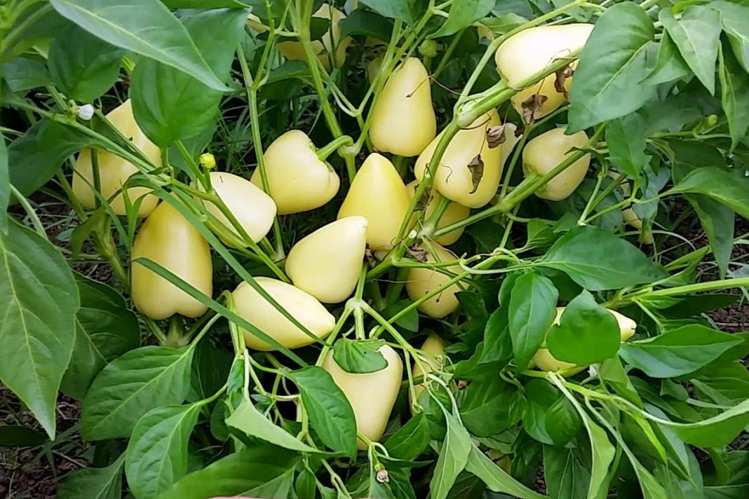 Сладкие перцы сербской селекции — 6 самых вкусных сортов. Описания и ...