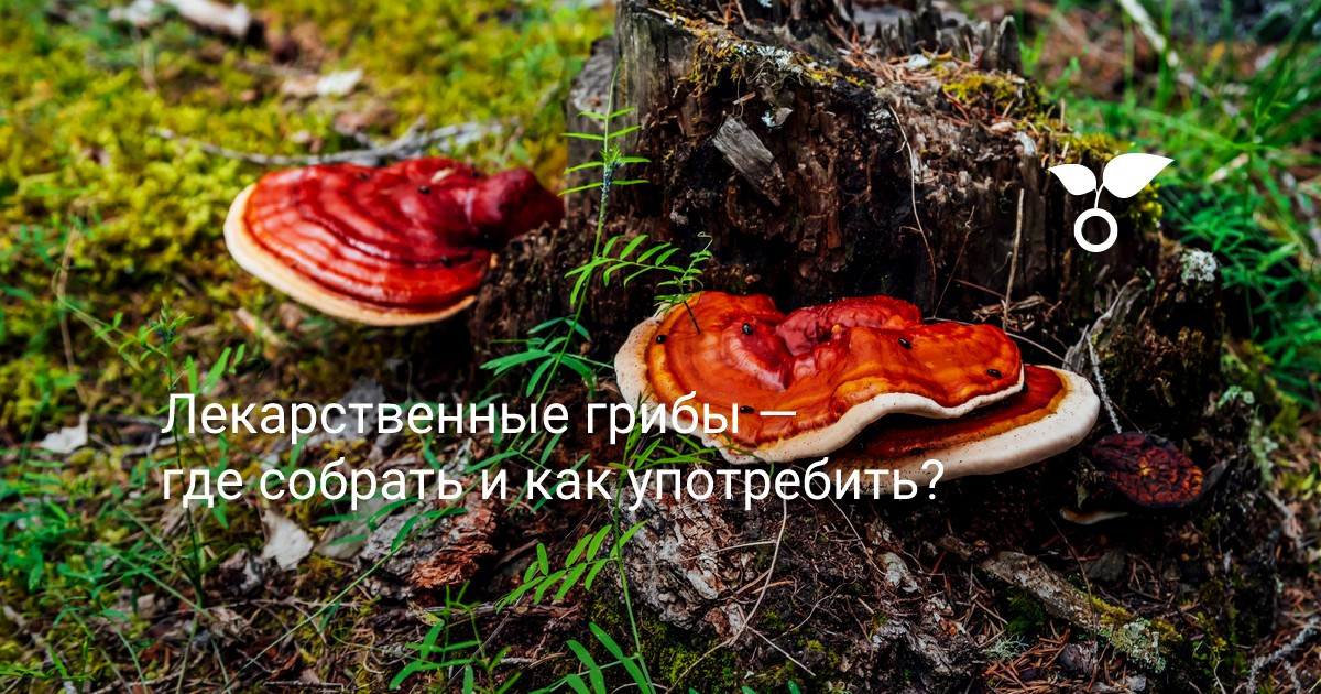Лекарственные грибы — где собрать и как употребить? Названия, описания ...