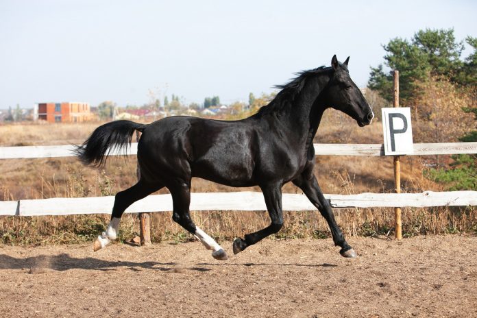 Орловский рысак — история породы и её место в современном коневодстве ...