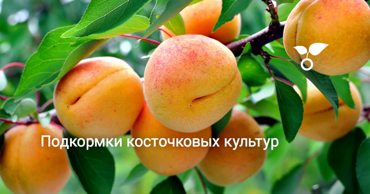 Подкормки косточковых культур — Ботаничка
