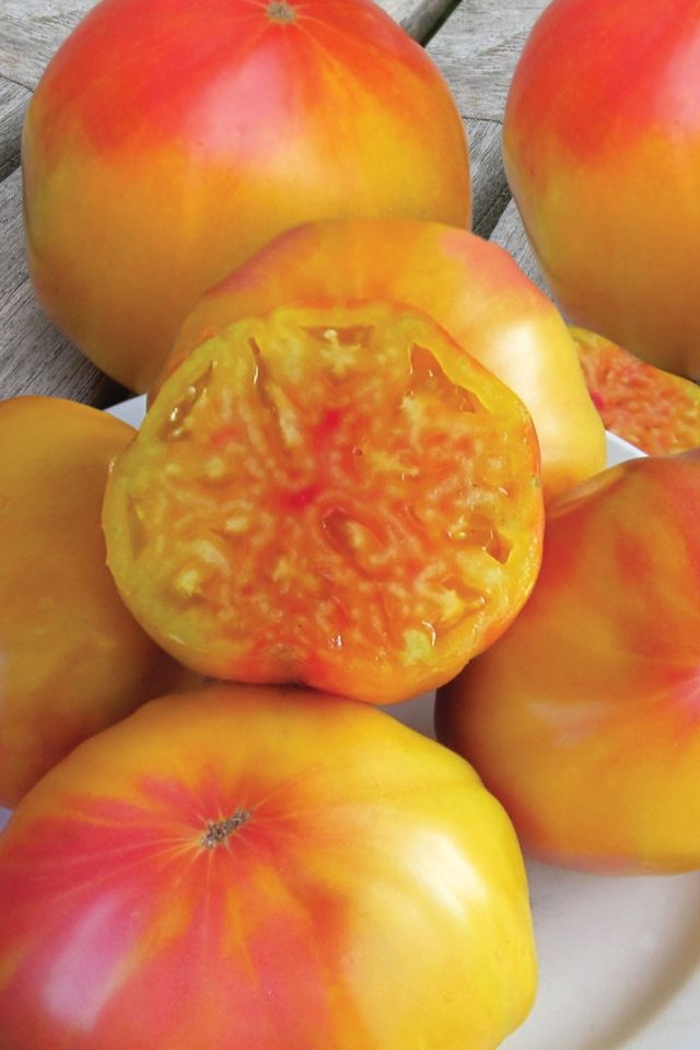 Модные биколоры. Яркие новинки томата — Ботаничка