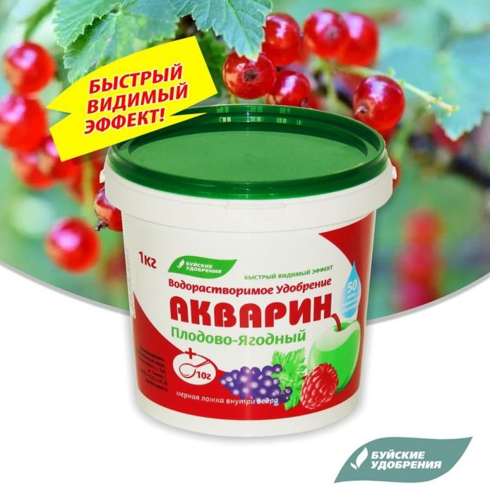 Малина – как ухаживать, чтобы было много ягод — Ботаничка