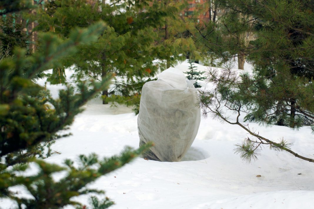 Зимние укрытия - зачем, как и чем? Фото — Ботаничка