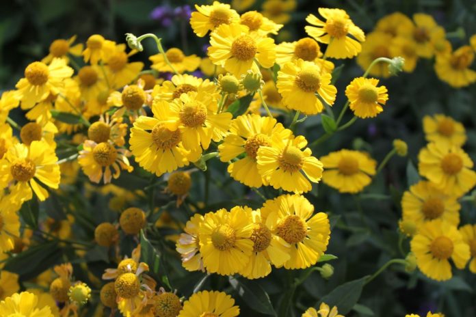 Прогоняем тоску: эффектные многолетники в осеннем саду. Фото — Ботаничка