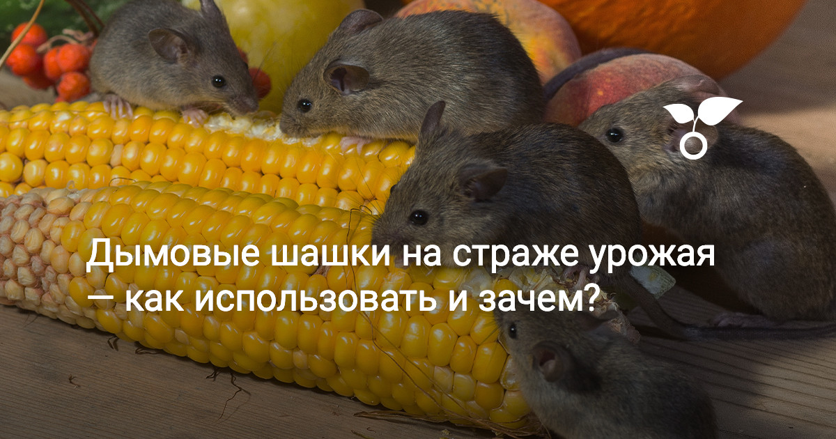 Дымовые шашки на страже урожая — как использовать и зачем? — Ботаничка
