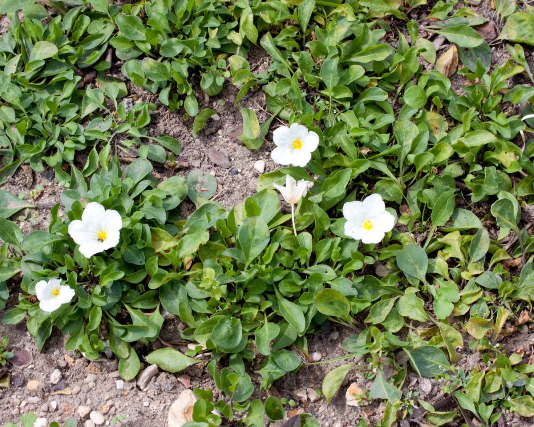 Нирембергия — нежный многолетник для вашего цветника. Фото и описание ...