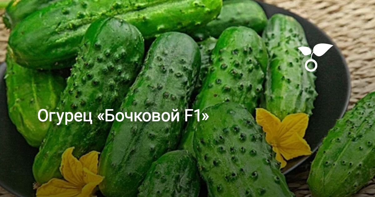 Огурец «Бочковой F1» — Ботаничка