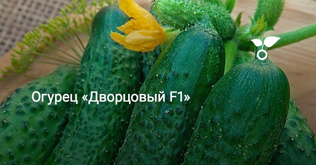 Огурец «Дворцовый F1» — Ботаничка
