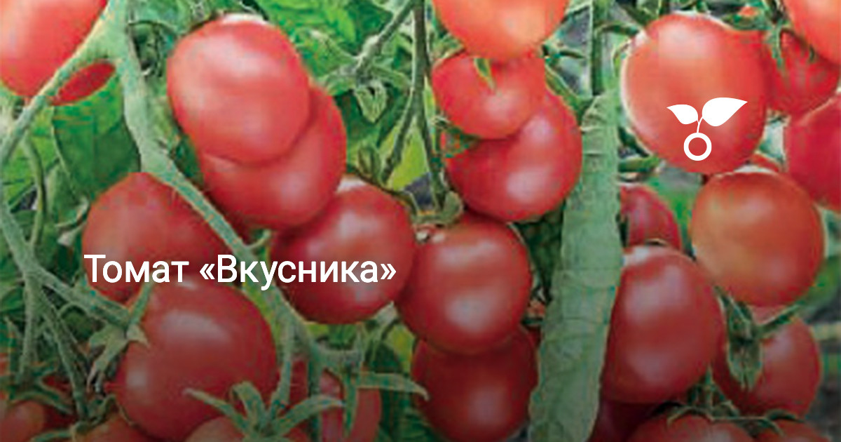 Томат «Вкусника» — Ботаничка